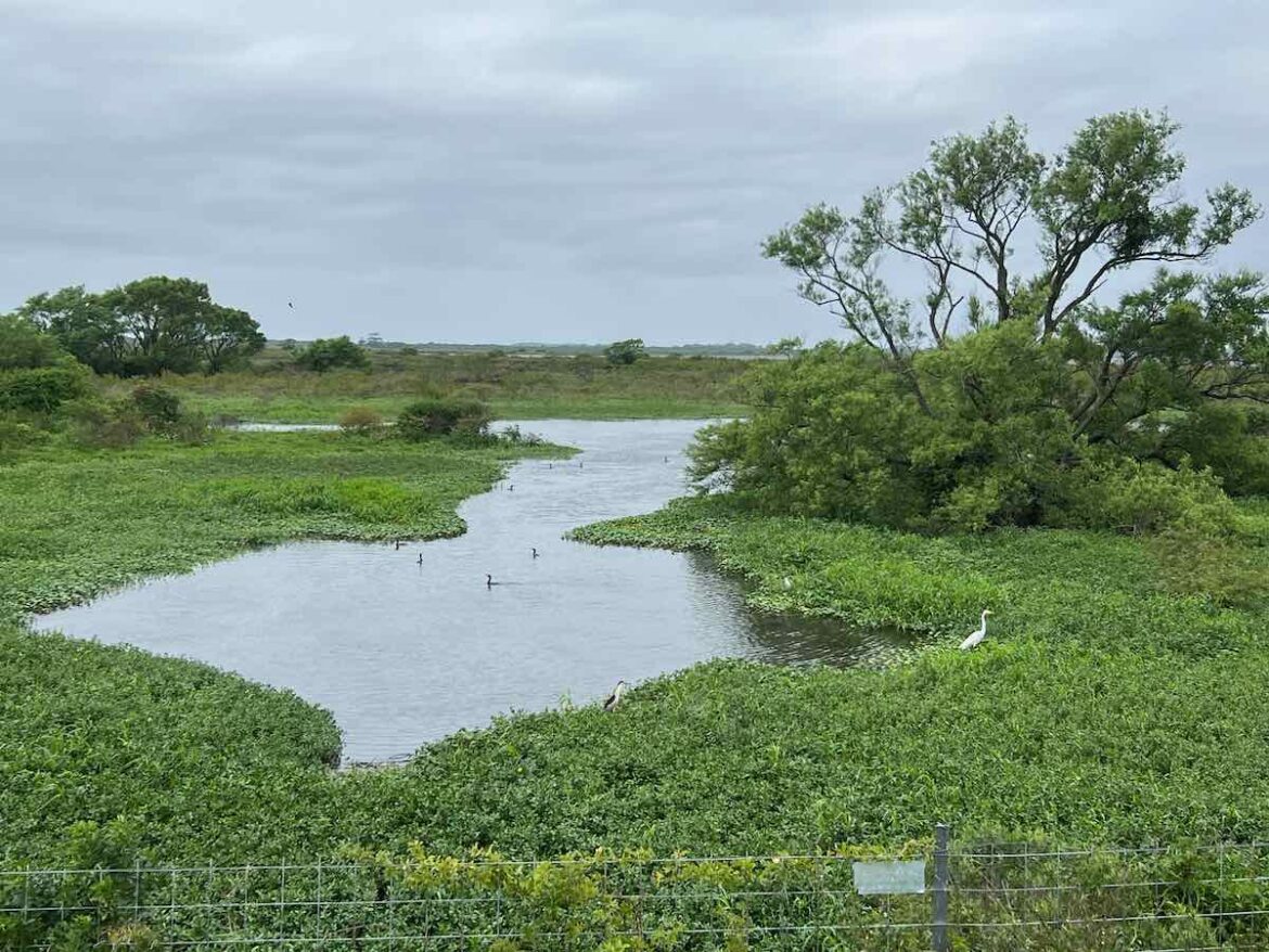 Visita ao Taim e piquenique na Capilha: como é a experiência