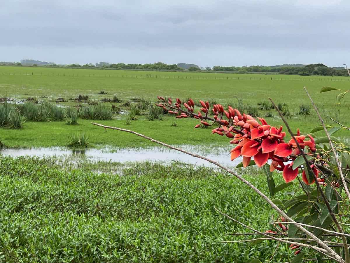 planta-capilha-taim - TravelTerapia